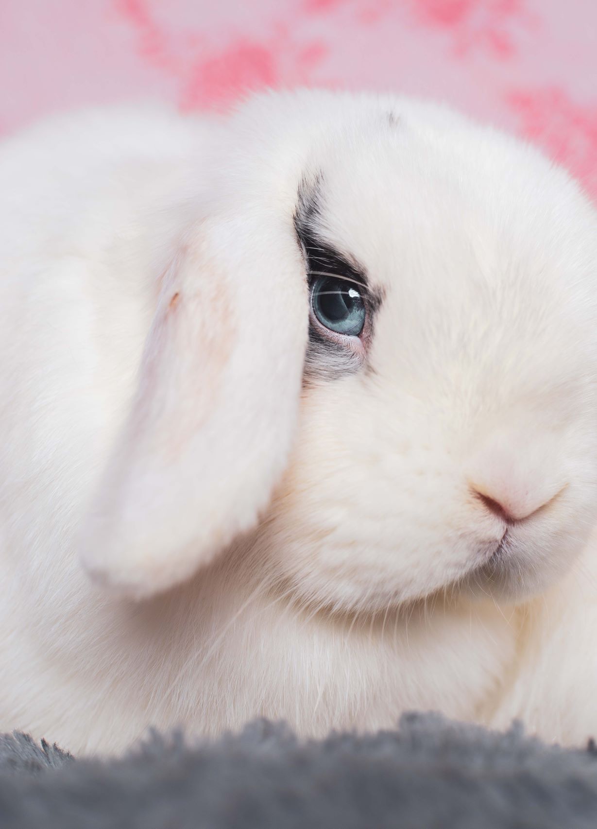 Six Bunny Facts - Young-Williams Animal Center