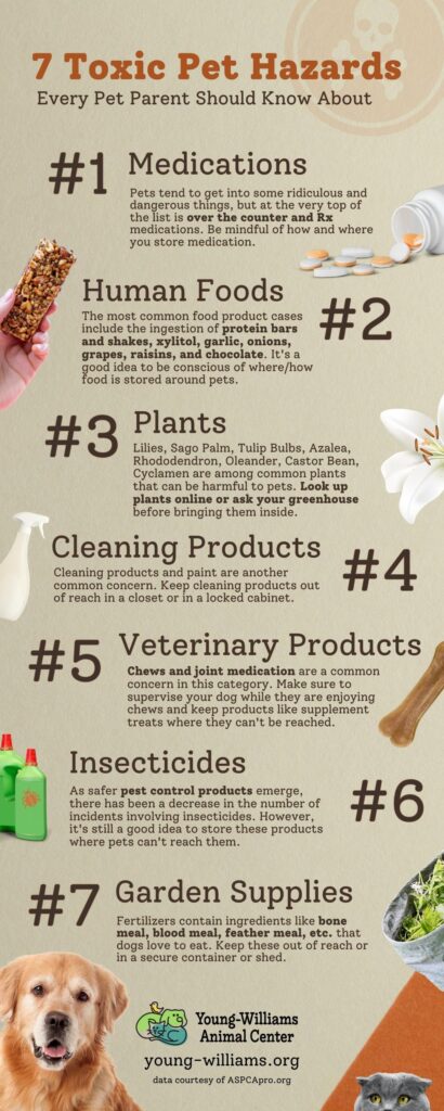 Seven Toxic Pet Hazards Every Pet Parent Should Be Aware Of - Young ...
