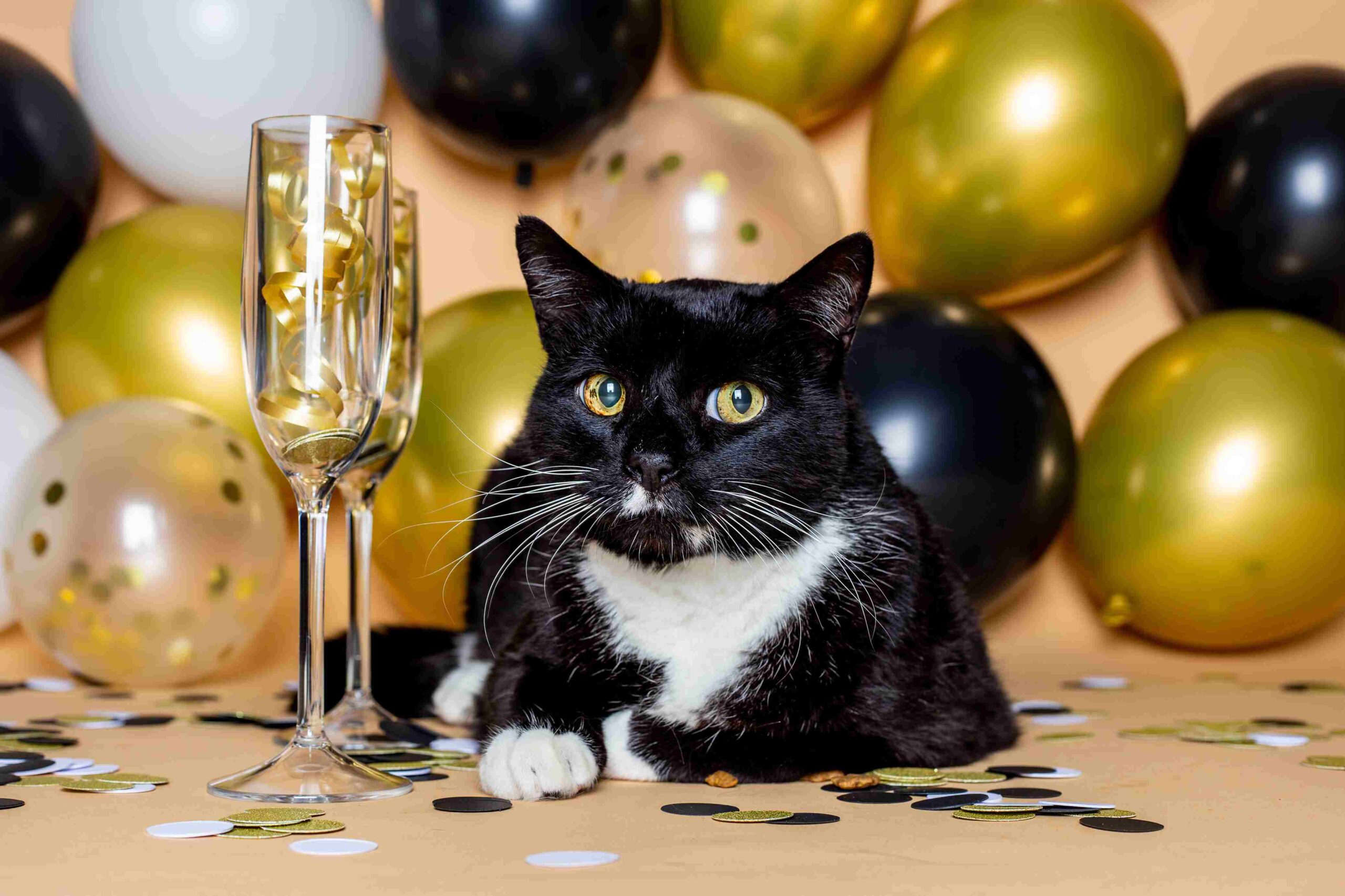 Top 5 New Year's Resolutions for Your Pets - Young-Williams Animal Center