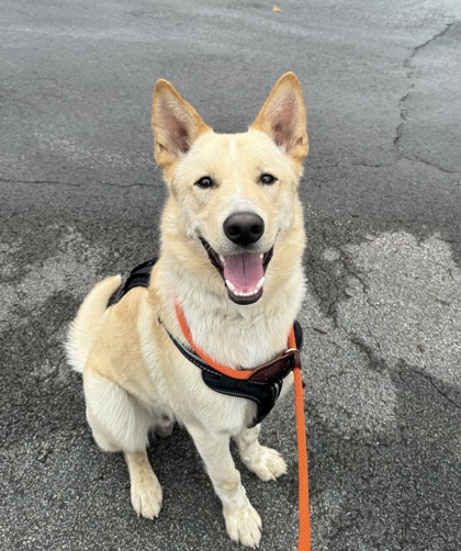 Nando - Young-Williams Animal Center