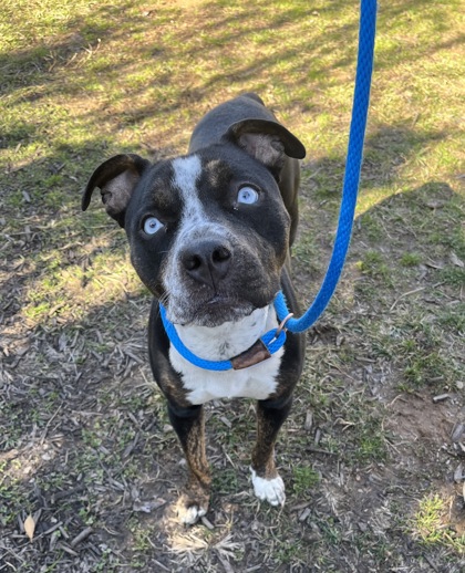 Betsy - Young-Williams Animal Center