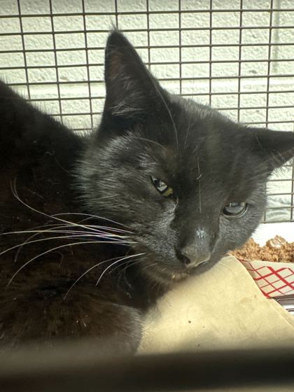 55408136 - Young-Williams Animal Center