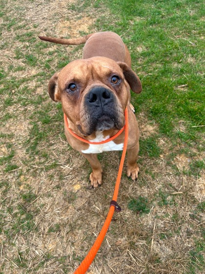 Jacks - Young-Williams Animal Center
