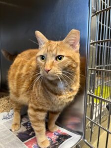 Tic-Tac - Young-Williams Animal Center