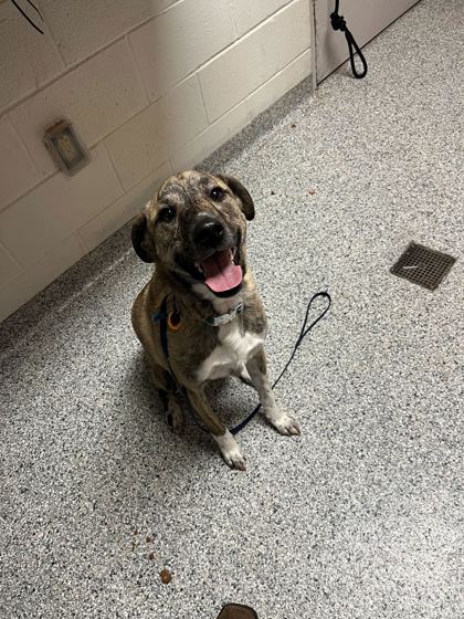Misha - Young-Williams Animal Center