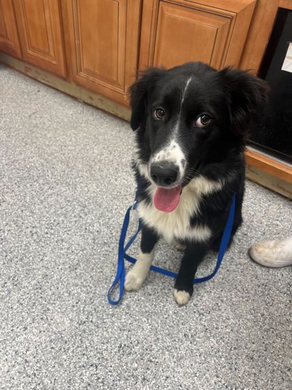 55418353 - Young-Williams Animal Center