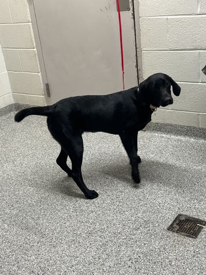 55414744 - Young-Williams Animal Center