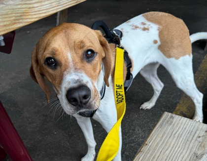 Charlie - Young-Williams Animal Center