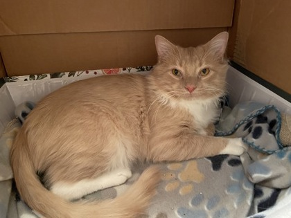 Doubloons - Young-Williams Animal Center