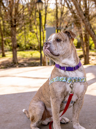 Capone - Young-Williams Animal Center