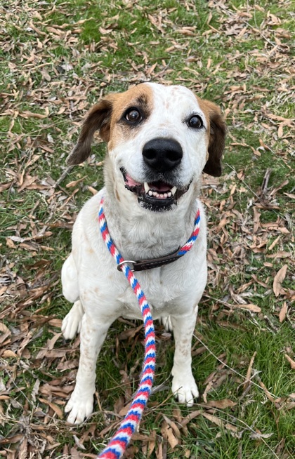 Daisy Duke - Young-Williams Animal Center