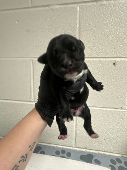 55215972 - Young-Williams Animal Center