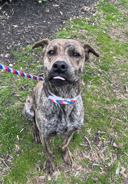 Eno - Young-Williams Animal Center