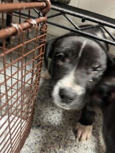 Choo choo - Young-Williams Animal Center