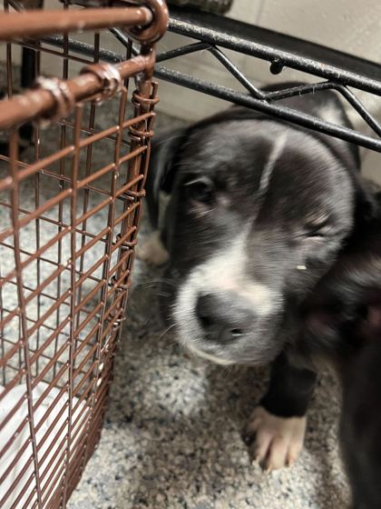 Choo choo - Young-Williams Animal Center