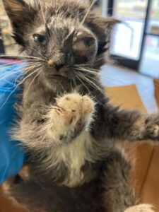 Mr. Jinxies - Young-Williams Animal Center