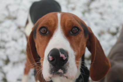 Barron - Young-Williams Animal Center