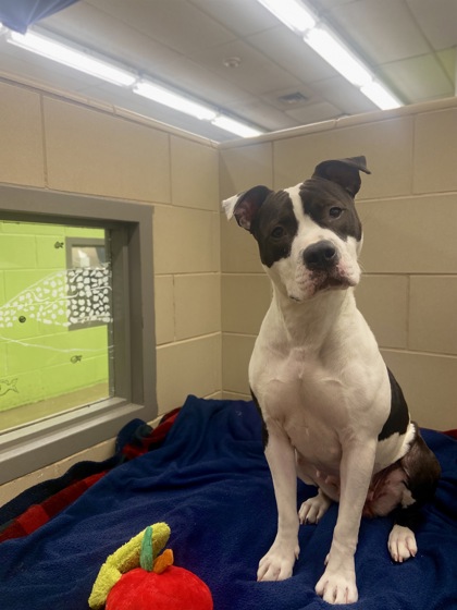 Beanie - Young-Williams Animal Center