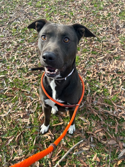 Bugle - Young-Williams Animal Center