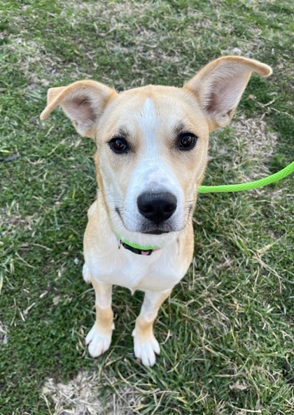 Lynn - Young-Williams Animal Center