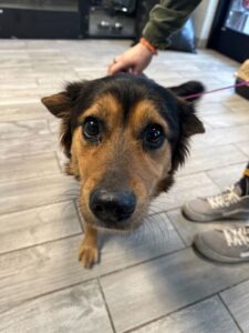 55435506 - Young-Williams Animal Center