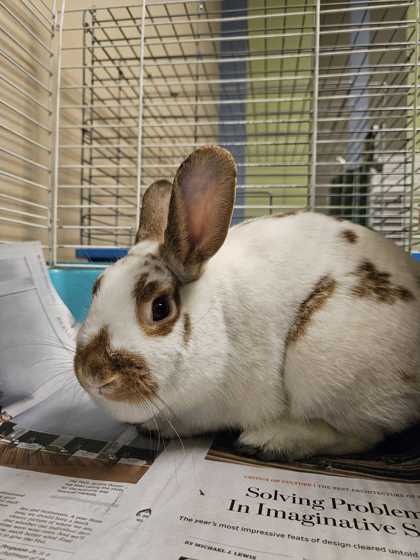 Nibbles - Young-Williams Animal Center