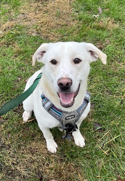 Wally - Young-Williams Animal Center