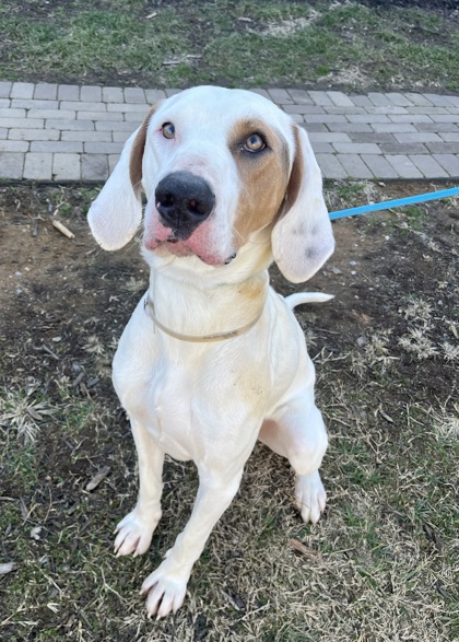 Corio Snow - Young-Williams Animal Center