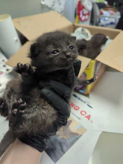 Sully - Young-Williams Animal Center