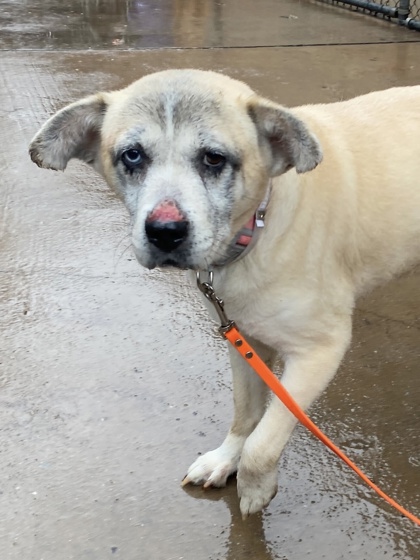 Macy - Young-Williams Animal Center