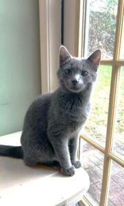 Ren - Young-Williams Animal Center