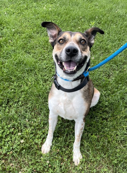 Rolo - Young-Williams Animal Center