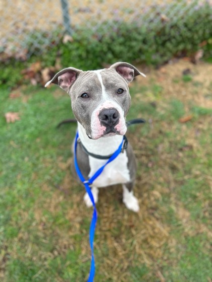 Rocky Ravioli - Young-Williams Animal Center