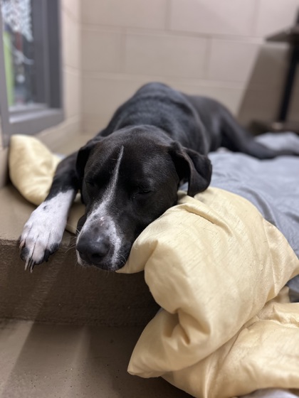Ike - Young-Williams Animal Center