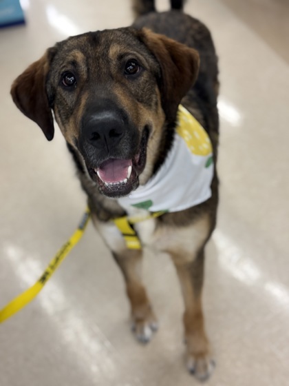 55507884 - Young-Williams Animal Center