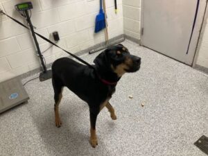 Brody Boy - Young-Williams Animal Center