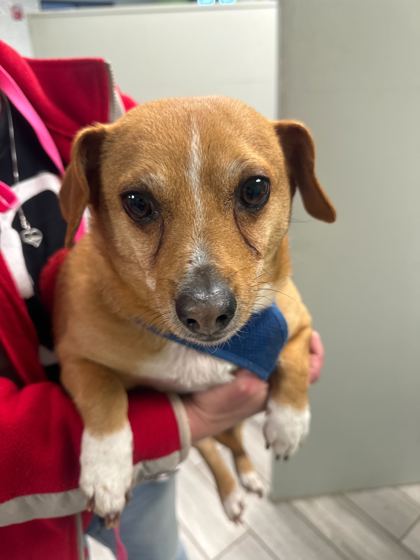Cooper - Young-Williams Animal Center
