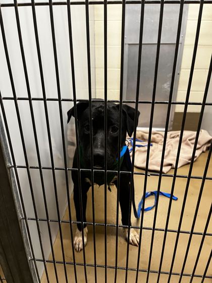 55499538 - Young-Williams Animal Center
