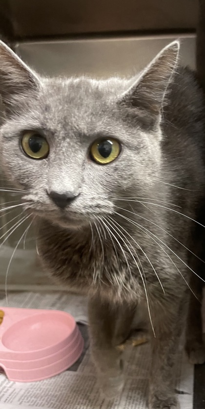 55483752 - Young-Williams Animal Center