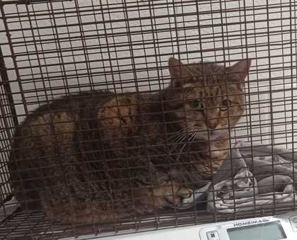 55459404 - Young-Williams Animal Center