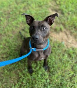 Cleo - Young-Williams Animal Center