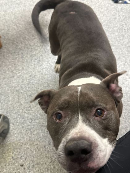 55510075 - Young-Williams Animal Center