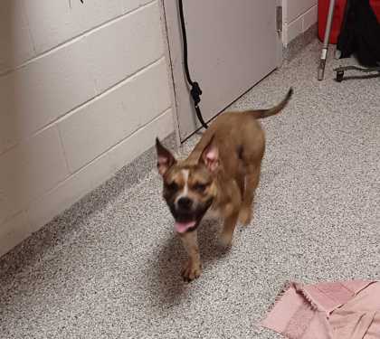 55500526 - Young-Williams Animal Center