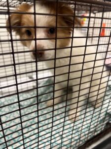 Lydia - Young-Williams Animal Center