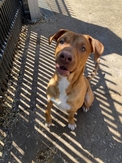 Scoobie Doo - Young-Williams Animal Center