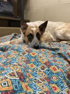 Bindi - Young-Williams Animal Center