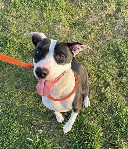 Clippy - Young-Williams Animal Center