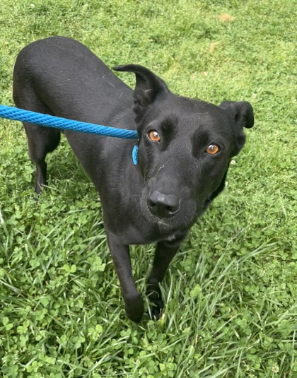 Zuri - Young-Williams Animal Center