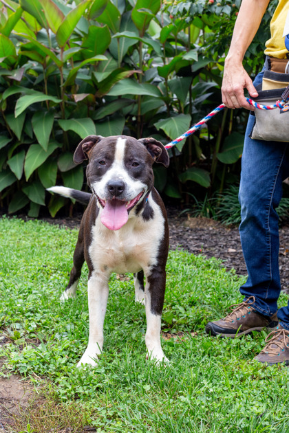 Pack - Young-Williams Animal Center