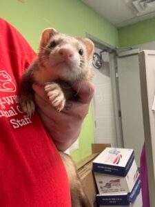 Ruckus - Young-Williams Animal Center